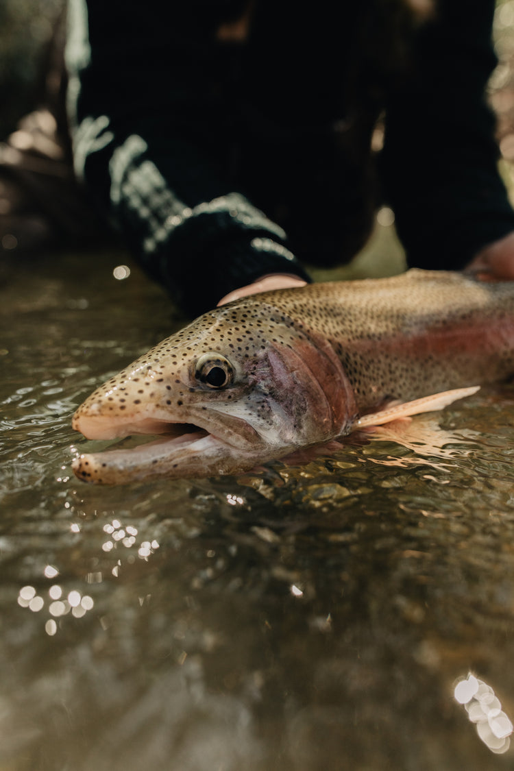 Oyster Bamboo Fly Rods Frequently Asked Questions